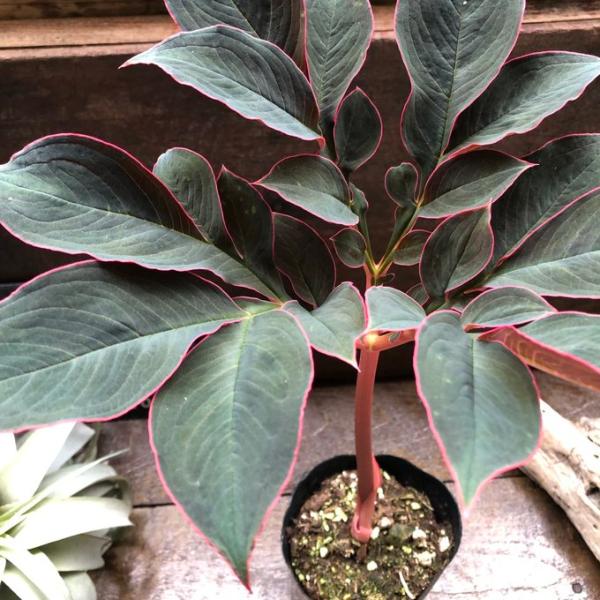 アモルフォファルス（Amorphophallus）商品説明赤みを帯びた太い茎と、深い緑色の葉のコントラストが美しいアモルフォファルスです。サトイモ科ならではの個性的な樹形が魅力で、まるで小さな樹木のような存在感があります。新芽や葉裏に赤みが...