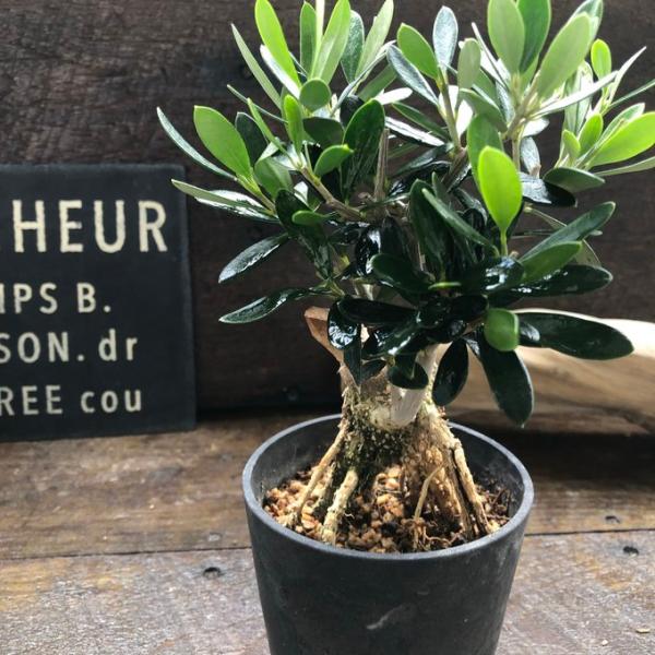 ご覧頂きありがとうございます。オリーブを専門に生産している創樹さんの“SOUJU”ブランドオリーブです。こちらは盆栽仕立ての『BON』おしゃれすぎます。こんなオリーブ見たことありません。幹の太さ、丁寧な剪定が特徴です。オリーブを作る前は盆栽...