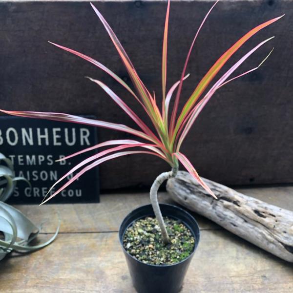 ご覧いただきありがとうございます。観葉植物のドラセナ コンシンネのレインボーです。丈夫で育てやす色鮮やかな植物。初心者の方にはもってこいですね。曲がった幹が特徴的でシュッと広がったレインボーの葉が美しい姿をしています。オシャレなイタリア料理...