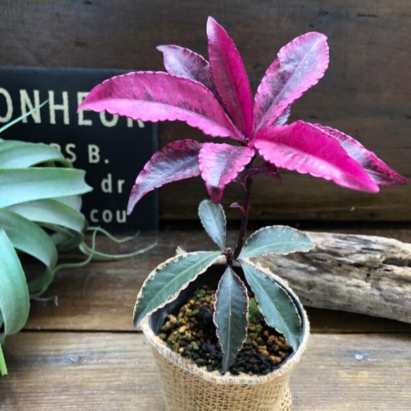 希少な斑入り赤葉の紅孔雀の万両です。鮮やかな斑入りの葉で、濃赤色の実を付け、非常に特殊で高価な万両です。毎年大きくなりますよ。この大変景気のよい呼び名が年の初めにふさわしく、年末から正月にかけて大変人気の植物です。また、このタネ(実)の発芽...