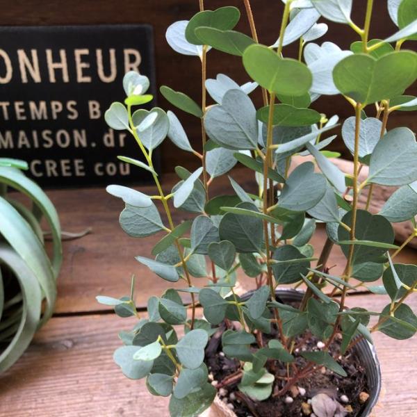 ご覧頂きありがとうございます。ハートの形の可愛いユーカリ『ウェブステリアナ』です。ハート型の葉がかわいいく、綺麗なシルバーで、とても観賞価値の高いユーカリです。本種はハート型ユーカリの中でも小型で生育がゆっくりなので扱いやすく狭いスペースや...