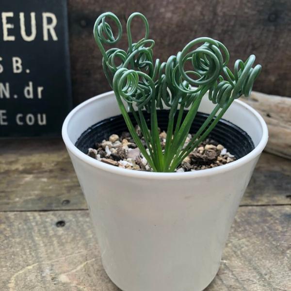 希少な植物です。くるくるした葉で有名な冬型球根、アルブカ・スピラリス ‘フリズルシズル’です。くるくるを楽しみたい人は辛めの水やり、直射日光、風通しの三点に気をつけて栽培してみてください。注意点乾燥気味で育てて、しっかり陽光によく当てると葉...