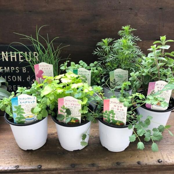 おまかせ『クッキングハーブ 3個セット』です。(イタリアンパセリ、パクチー、チコリトレビス、スープセロリ、ローズマリー、チャイブ、パセリ、ルバーブ、コモンセージ、サラダバーネット、レモングラス、クレソン、フェンネル、ディル、ワイルドロケット...