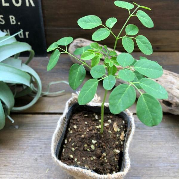 奇跡の木『モリンガ』です。地球上に存在する植物の中で最も栄養素が高いと言われるモリンガは、「奇跡の木」や「天国の木」と呼ばれています。ビタミン、カルシウム、たんぱく質、カリウムなど多くの栄養素が含まれ、抗酸化作用のあるポリフェノールやギャバ...