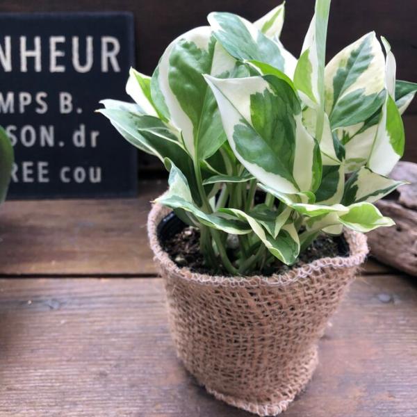 ご覧頂きありがとうございます。もっとも美しいポトスの進化型の『ポトス　エンジョイ』です。白の斑入りが可愛くデスクなどに最適の癒しです。ビギナーの方でも失敗しにくき強健な品種で室内の明るい場所なら元気に育ってつやのある美しい葉を茂らせます。こ...