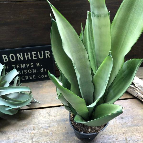 ご覧頂きありがとうございます！滅多に流通しないレアなシルバーブルーがかった葉色が、とても美しいです。サンセベリア属の中でも激レア品種です。また、乾燥にもとても強く、日陰にも強く、室内環境でとても扱いやすいです。※多少の枯れ、割れはご了承下さ...