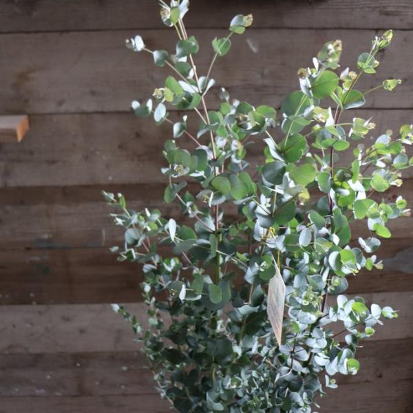 ご覧頂きありがとうございます。おしゃれで可愛いユーカリ『グニー』の大苗です。今年はグニーの入荷がなく、希少になってます。大苗の8号ポットに入っています。鉢そこから約120cm〜130cm程度です。丸みのある葉っぱが、可愛い植物。大きくなりま...