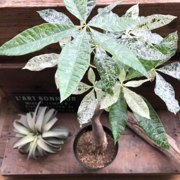 斑入り葉パキラ　『ミルキーウェイ』かなり白めの葉にスプレー状の斑柄が入る希少品種。パキラの斑入り種は流通量が少なくめったに流通していないレアものです。まれに斑が入らない白一色の葉っぱが出る個体もあります。お部屋にひとつあるだけで非常に存在感...