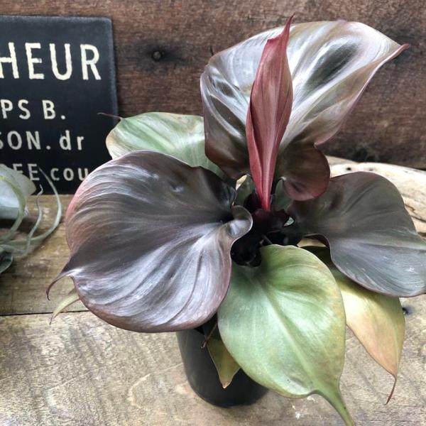 フィロデンドロン　『レッドハート』です。Philodendron Red Heartサトイモ科フィロデンドロン属フィロデンドロン　レッドハートは肉厚でハート型の葉が展開するフィロデンドロンです。艶のある赤黒い新芽を展開します。なかなか流通し...