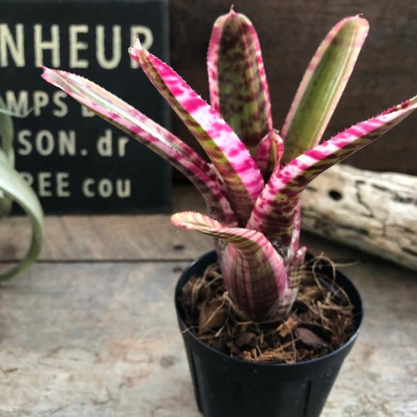 ネオレゲリア　ホワイトホットエンバーNeoregelia 'White Hot Emberパイナップル科ツツアナナス属ネオレゲリア　ホワイトホットエンバー（Carolinae Variegated×Hannibal Lecter）×Tige...