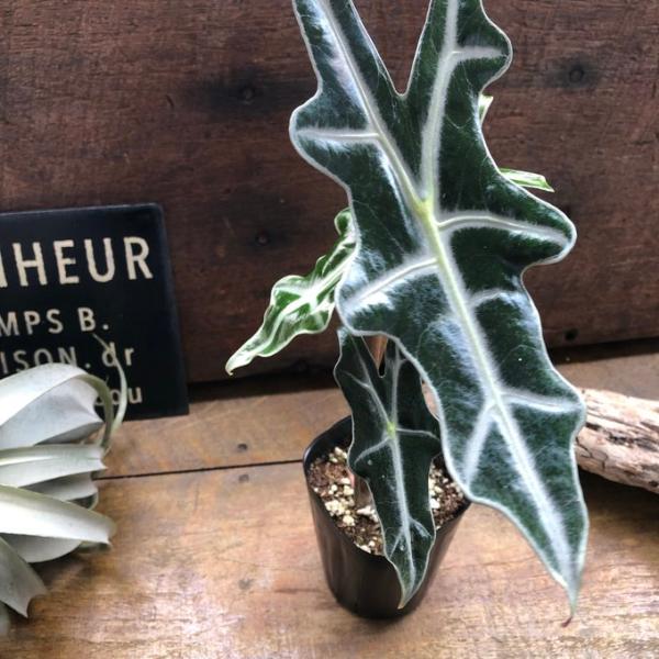 アロカシア『ノビリス』です。アロカシア　ノビリスAlocasia  'Nobilis'サトイモ科アロカシア属艶のある葉に白い葉脈があります。葉が大きくなると切れ込みもしっかり入りカッコいい葉が展開します。希少品種になります。葉っぱに特徴があ...