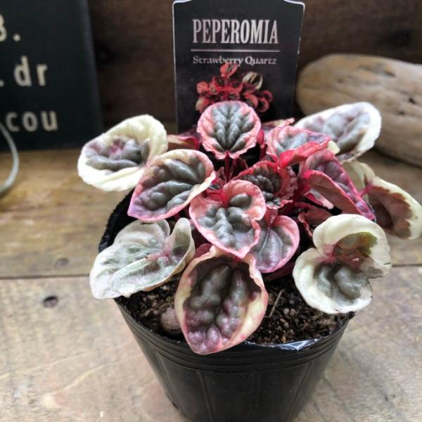 新品種の最新ペペロミア『ストロベリークォーツ』になります。ピンクの色合いが美しく葉色が特徴的です。　最新品種のため街で見かけることはまずない希少な品種になります。ぜひこの機会にどうぞ。3号ポットに入っています。育て方寒さには弱いため室内で半...