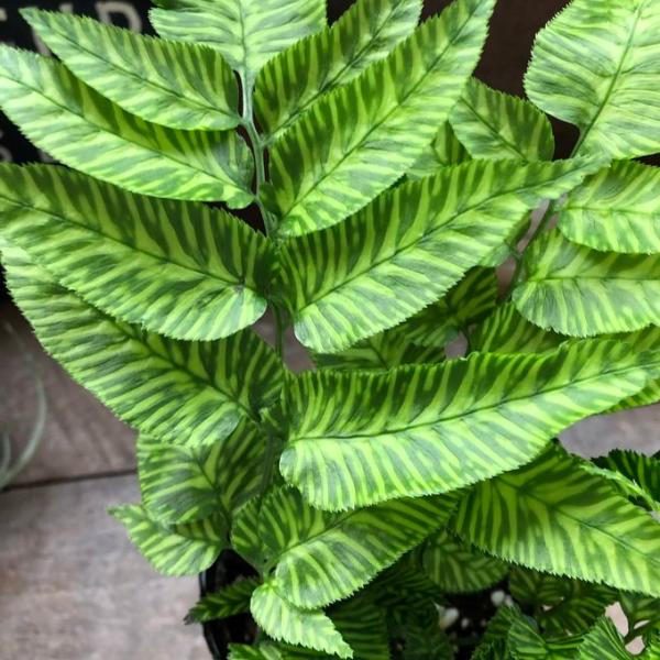 ご覧頂きありがとうございます。明るい緑に黄色がかった縞模様が入るレアなシダ植物、『コニオグランメ・エメイエンシス』です。とても珍しいシダ植物でやや管理が難しいですが、ゴールデンゼブラとも呼ばれるその縞模様はとても美しく観賞価値は高いです。コ...