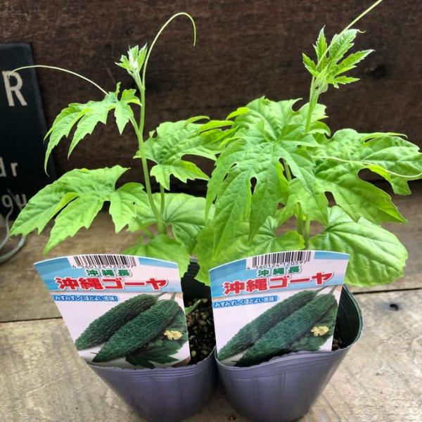 夏野菜『沖縄ゴーヤ』2個セットです。夏野菜の定番をご自宅のベランダで育ててみませんか。沖縄ゴーヤ苗夏野菜の定番として人気の沖縄ゴーヤ。濃いグリーンの実とほどよい苦みが特徴で、炒め物やチャンプルーなど幅広いお料理に楽しめます。生育旺盛で育てや...