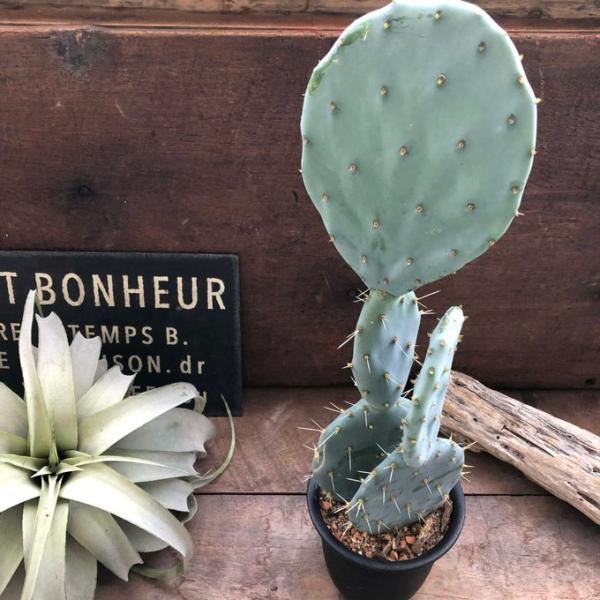 ご覧頂きありがとうございます。オプンチア『大丸盆』です。丸い茎節と淡い色合いが魅力的な大丸盆。ウチワサボテンの一種です。耐寒性があり、東京近郊では屋外でも越冬ができます。ドライガーデンなどの植栽でもよく使われており、大きくなると高さが2ｍ程...