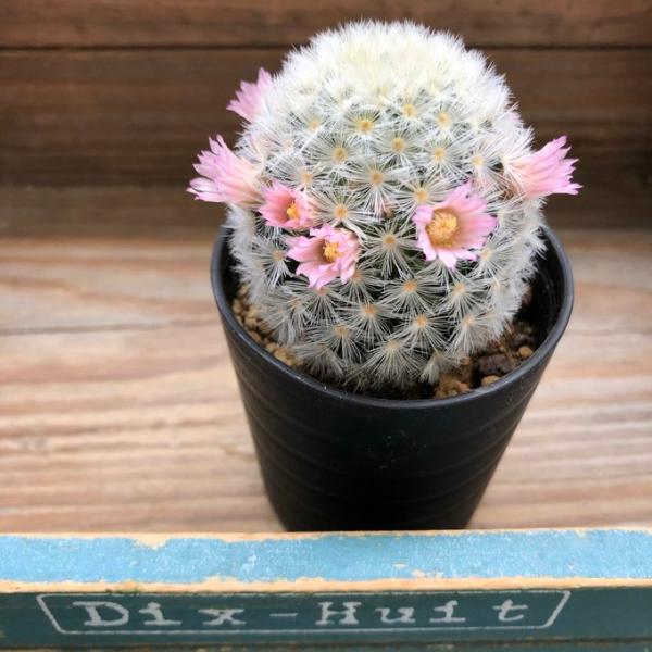 ご覧頂きありがとうございます。サボテンの『ピンク　カルメナエ』です。ピンク花になります。サボテンのコレクションにサボテンは独特な風貌と美しさがあり、手にしたその瞬間から彼らの魅力に釘付けになること間違いなしです！カルメナエは、たんぽぽの綿毛...