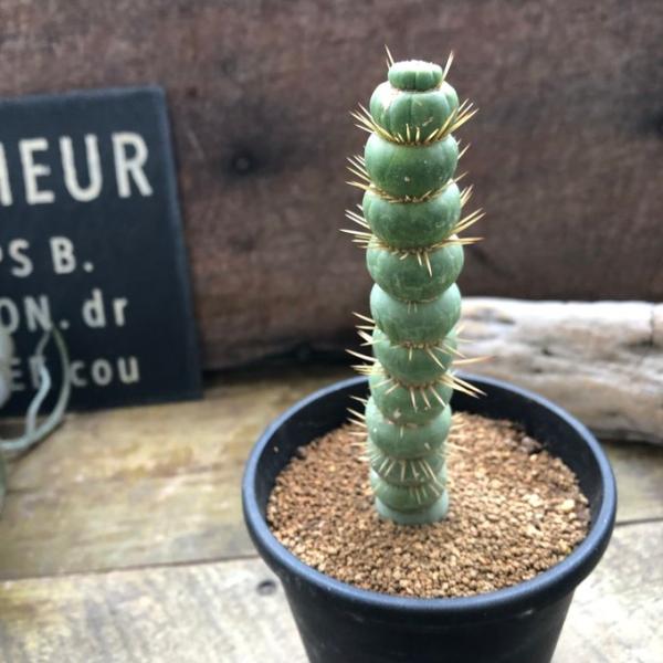 Eulychnia castaneaカスタネア スピラリスはチリ原産の変わった見た目の柱状サボテンです。スピラリスは原種から発生したモンスト個体で、らせん状に成長します。生育が非常にゆっくりなサボテンです。3.5号ポットに入っています。鉢底...