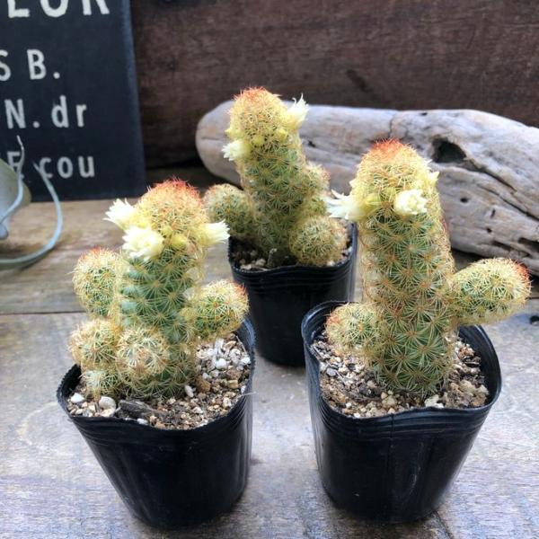 ご覧頂きありがとうございます。サボテンの金晃司です。麻布アレンジしてますのでそのまま飾っていただけます。黄金に輝くモコモコで、まるで小人がいっぱい覗いているようなフォルム。モリモリでパンパンに増えてます。サボテンの栽培方法や水やりの育児書つ...