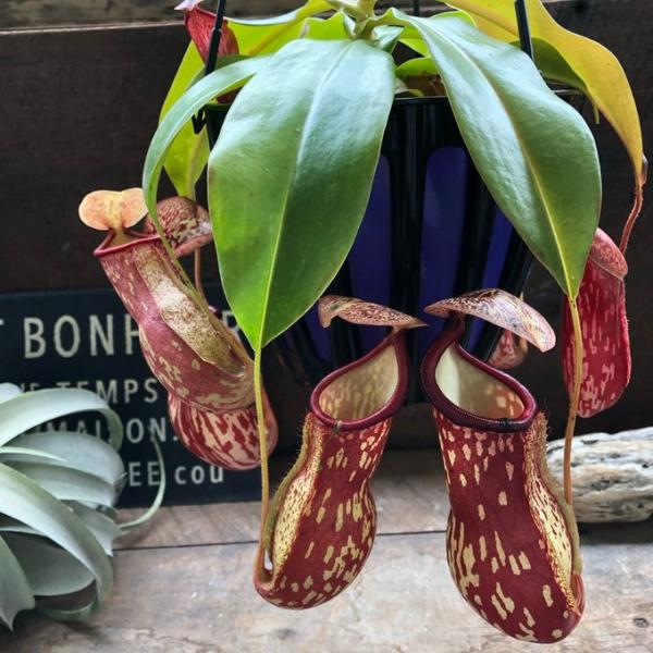 ご覧頂きありがとうございます。可愛くて助かる食虫植物のネペンテス 吊り下げ。品種は『ガヤ』です。滑りやすいカップのような袋に虫を落ちる最後、もう出られません。袋の中の消化液に吸収されます。5号吊り下げです。吊り下げフック付きの発送になります...