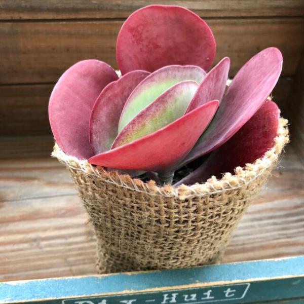 多肉植物のエケベリアのデザートローズです。赤色バラみたいな葉の重なりが可愛いい多肉植物です。麻布アレンジしてポットごとお送りしますのでお好きな鉢や寄せ植えに使えます。育てやすくとても可愛いです。☆3号ポットに入ってます。☆水やり、管理方法葉...