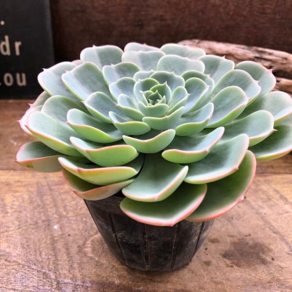 多肉植物の七福神です。ピンクに紅葉した葉先がとても可愛く、前回は即完売しました。綺麗です。早いもの勝ちです！ポットごとでお送りしますのでお好きな鉢や寄せ植えに使えます。育てやすくとても可愛いです。☆直径9cmに入ってます。☆水やり、管理方法...