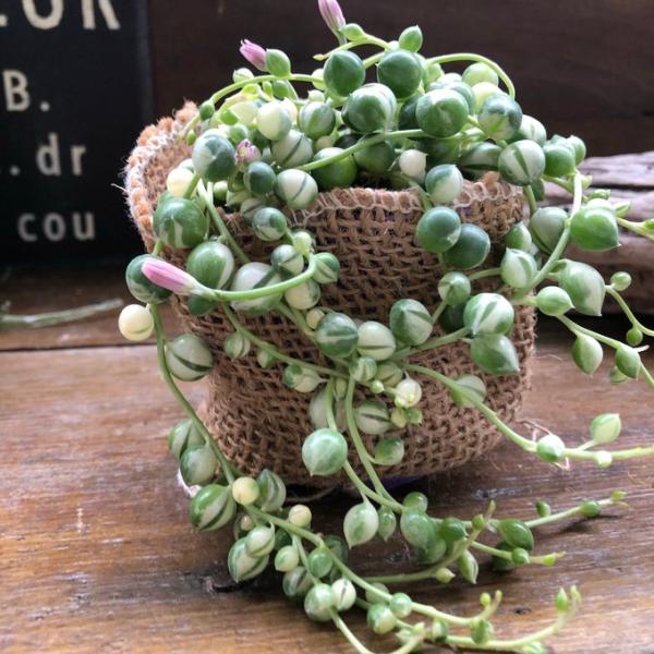 ご覧頂きありがとうございます。お問い合わせも多い『斑入りグリーンネックレス』です。やっと入荷できました。白と緑のマーブル色のネックレスが可愛い。写真のように垂れ下がり具合はその子によってそれぞれ違います。鉢の直径は7.5cmです。お好きな鉢...