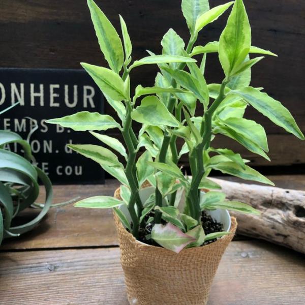 ご覧頂きありがとうございます。ベティランサス別名大銀竜です。ジグザグの幹がまるで竜の背びれのように見えることから【大銀竜】と呼ばれるようになったのだそう。 多肉植物の一種です。寒くなったり、日当たりが良いと葉が紅葉して、本当に竜のようなかっ...