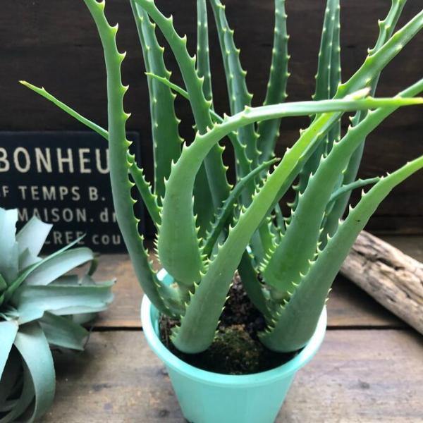 ご覧頂きありがとうございます。『木立アロエ』の鉢植えです。1鉢に2株植わっております。「医者いらず」の名で知られ、民間薬として愛用されるアロエ。品種はたくさんありますが、キダチアロエは国内で最も広く普及している寒さに強い品種です。葉は剣状で...