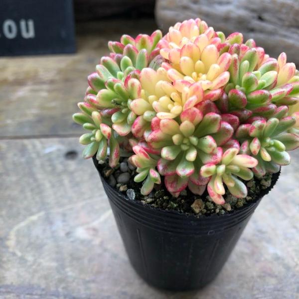 ご覧頂きありがとうございます。希少な斑入りの多肉植物の『小人の祭り錦』です。赤と緑のバランスが綺麗な多肉植物。木立した茎が可愛すぎます。直径は7.5cmです。小人の祭り自体も最近見かけないですが、斑入りになりますので希少な多肉植物になります。