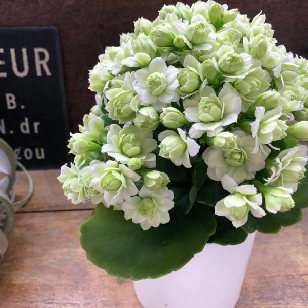 ユニーク豪華な多肉植物のカランコエ パリ ホワイトです。バラ咲きの幾重にも重なる花弁がゆっくりと満開になっていく美しい豪華な多肉植物。色合いや花の形が特徴的で色んな形の花が楽しめます。性質は頑強で育てやすい。耐寒性が強く、０℃以上あれば越冬...