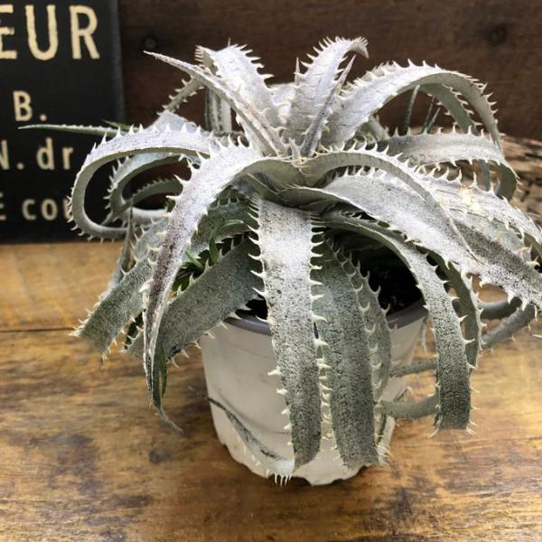 ディッキアです。タイのナーセリーOtto Bromeliadディッキアで、BSI に登録されている品種です。鋸歯が大きく存在感の強い株ですが、ロゼット自体はかなりコンパクトで小さくまとまりやすい品種です。最近ではリトルウィングの親とした交配...