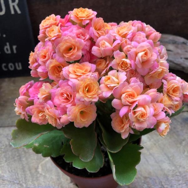 ユニーク豪華な多肉植物のカランコエ パリ ピンクです。バラ咲きの幾重にも重なる花弁がゆっくりと満開になっていく美しい豪華な多肉植物。色合いや花の形が特徴的で色んな形の花が楽しめます。性質は頑強で育てやすい。耐寒性が強く、０℃以上あれば越冬可...