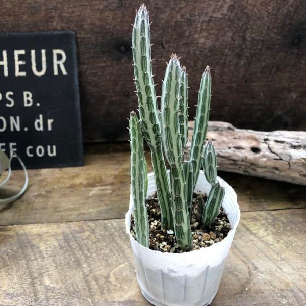 ご覧頂きありがとうございます。えんぴつのような形のレア植物のスタペリフォルミスです。スタペリフォルミスは南アフリカ原産のセネシオ（多肉植物）の仲間。にょろにょろと上に伸びるユニークな姿が印象的です。表面はつるつるで、少しだけトゲがあります。...
