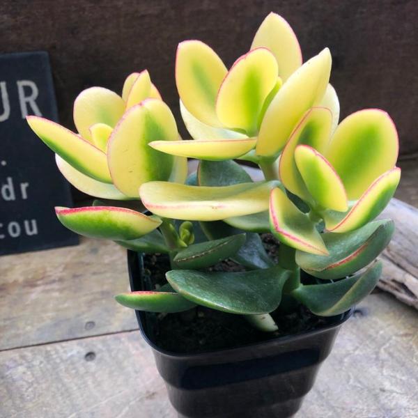 ご覧頂きありがとうございます。綺麗な白斑入りの花月（クラッスラ）です。またの名を「金（かね）のなる木」「成金草」で多肉植物の仲間です。こちらは綺麗な斑入りで神秘的で美しいです。肉厚な葉に水分をたっぷりと含んでいるので、水は土の表面が乾いて数...