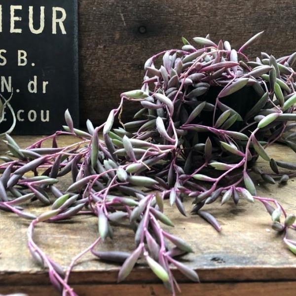 ご覧頂きありがとうございますもりもりのルビーネックレスです月を細長くした多肉質の葉っぱををもち、ネックレスのように茎を長く伸ばして地を這うように育つ多肉植物ですルビーネックレスは寒さに当たったり乾燥したりすると赤紫色に染まることが最大の特徴...