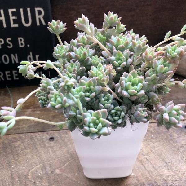 ご覧頂きありがとうございます多肉植物の可愛いセダム『プロリフェラ』ですプロリフェラ（セダム属）モリモリで可愛い植物です暑さ、寒さにも強いので安心ですね。3号ポットに入っていますポットごとお送りしますのでお好きな鉢や寄せ植えに使えます。育てや...