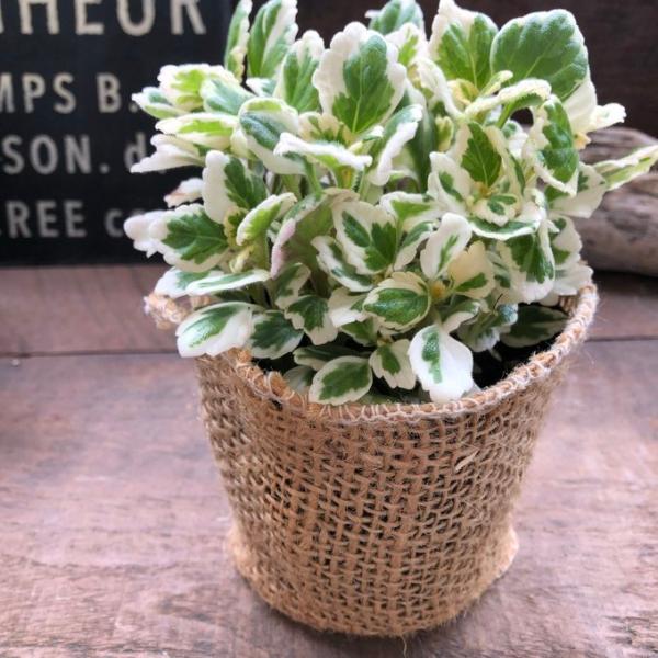 ご覧頂きありがとうございます斑入りのアロマティカス『ミントリーフ』です。名前の通り多肉植物でありながら甘いミントの香りがします『ゴキブリを寄せ付けない最強ハーブ』と特集され瞬時に完売いたしました。希少な苗が入荷いたしました。葉は表面が白い軟...