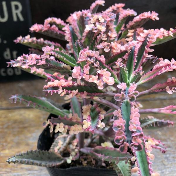 ご覧頂きありがとうございます。多肉植物の『不死鳥錦』です。ピンクの色味が可愛らしい不死鳥錦です。葉の縁についた小さな仔芽から増やせます。斑入り種の中では育てやすく、生育も旺盛ですよ。子供がピンクでとてもキュート。葉っぱの周りに子供をいっぱい...