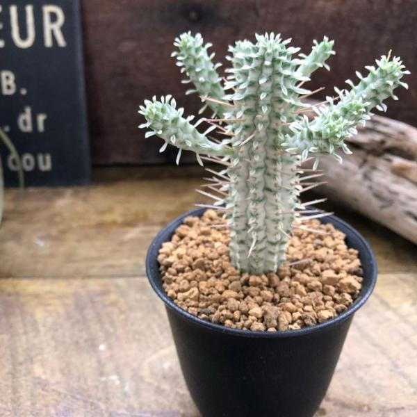 紅葉するミルクトロンです。別名　白樺キリンサボテンに見えますがユーフォルビアの多肉植物です。寒くなれば周りが薄ピンクに幹がなる特徴的な多肉植物です。サボテンのように見えて実はサボテンではない多肉植物です。育てる上では大変丈夫で、生育期の春か...