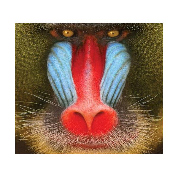 【発売日：2010年06月16日】サッカーズ (さっかーず)2010年6月16日 発売CD:11.SAVE YOUR LOVE FOR ME2.BLACK SHEEP3.BEFORE YOUR BIRTHDAY ENDS4.YOU CAN ...