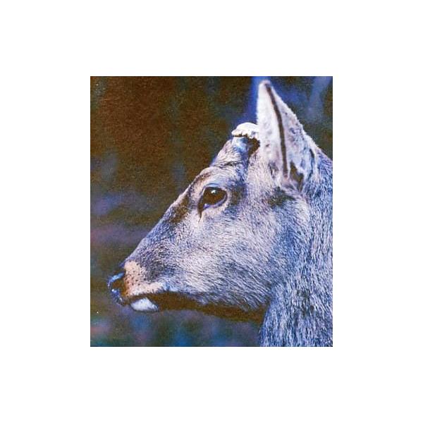 商品名：中古邦楽CD toe / the book about my idle plot on a vague anxietyDDCT-3006(1)反逆する風景(feat.オオスミ From Shakkazombie)(2)孤独の発明(3...