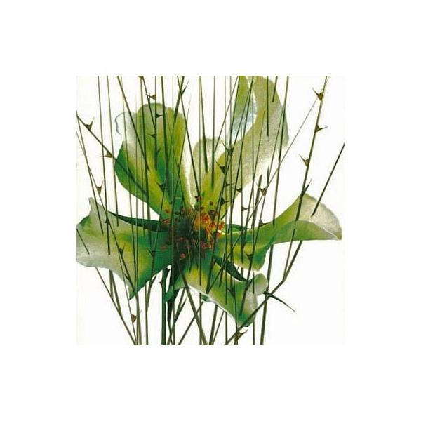 商品名：中古邦楽CD PENICILLIN / FLOWER CIRCUS(限定盤)IOCD-11059(1)名もなき未来(2)MIND MASTER MIND(3)SAMURAI BOY(4)NO CONTROL(5)夢の続き(6)LIO...