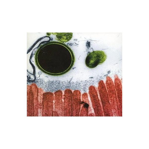 商品名：中古邦楽CD Plastic Tree / cell.(限定盤)UMCE-8105(1)cell(2)メランコリック(3)春咲センチメンタル(4)ダンスマカブラ(5)怪物くん(6)crackpot(7)「雪蛍」(8)comic yo...