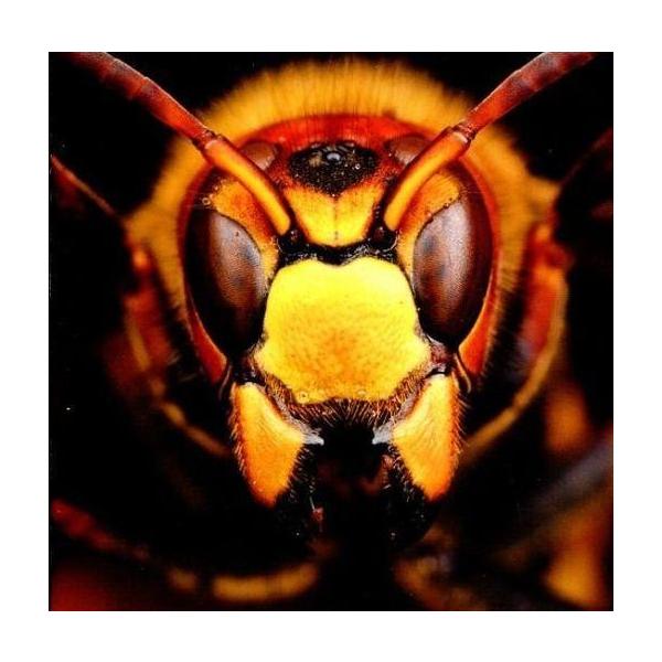 商品名：中古邦楽CD 惑星アブノーマル / VIVI de VAVI de LOVENECR-1013(1)LET IT DIE〜時をかける殺し屋〜(2)BE P!NK(3)スターライトマリッジ(4)こゝろ死なせないで(5)NAGUSAME...