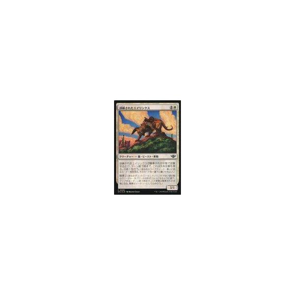 商品名：中古マジックザギャザリング 0036[C]：【OTJ】【FOIL】訓練されたエイリンクス/Trained Arynxマジックザギャザリング/日本語版FOIL/C/白/サンダー・ジャンクションの無法者分類：白/レア度：C