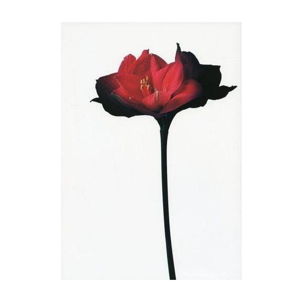 商品名：中古パンフレット(ライブ・コンサート) ≪パンフレット(ライブ)≫ 付録付)パンフ)access TOUR 2003 -Livin’ GHOST-缶バッジ付/2003年4月4日〜6月1日/全国ツアーパンフレット