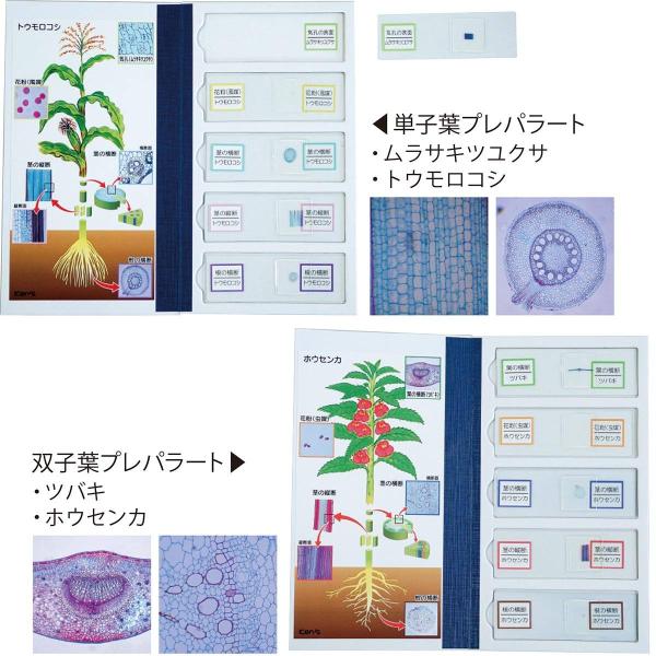 ●中学校「植物のつくりとはたらき」で教科書に出てくる部位のプレパラートを5枚セットしたもので、植物の分類を学習できます。●構造を比較する単子葉・双子葉の各部位と、教科書に頻出するムラサキツユクサの気孔・ツバキの葉断面をセットしています。●保...