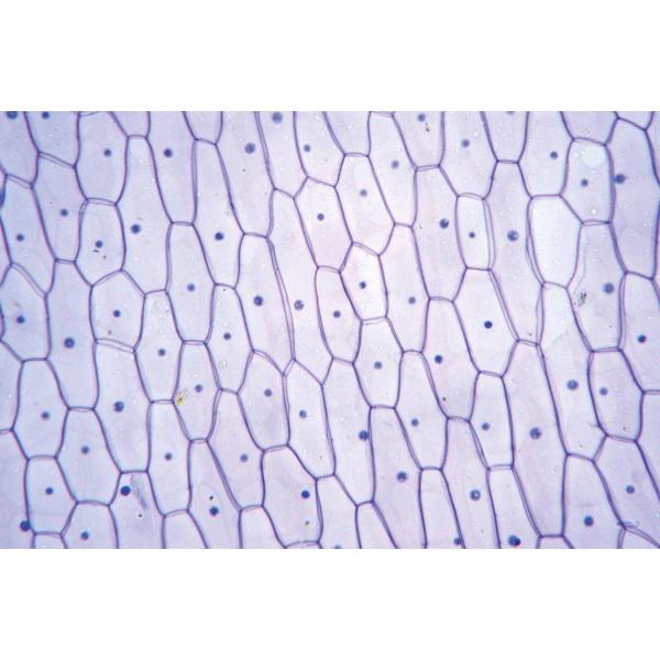 ●植物組織を中心とした、プレパラートのセットです。●植物の気孔や花粉、茎の横縦断等、様々な組織の構造確認や植物種との比較を行うことができます。●20Pは植物組織（種子・胞子植物）を中心とした構成です。※セット内容は、季節により変更することが...