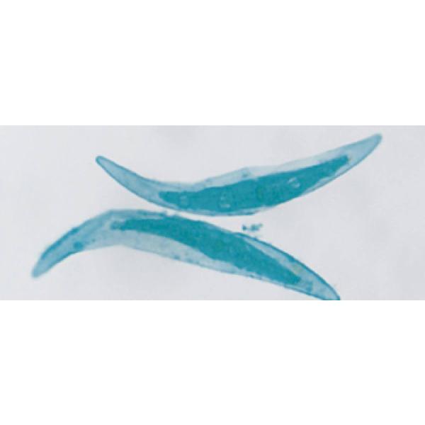 ●代表的な動物・植物プランクトン10種のプレパラートです。●プレパラートを作る手間がかかりません。●そのまま、生物顕微鏡で観察してください。＜仕様＞枚数：10種類各1枚内容：ミジンコ、ミカヅキモ、ミドリムシ、カニの幼生、ウにの幼生、ボルボッ...