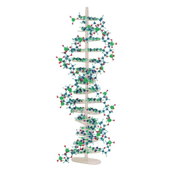 ●モル・タロウは簡単な分子を組立てながら、自然に分子の立体構造を学ぶことができるキットです。●色鮮やかに結晶構造を表現でき、立体的な姿形に触れることで、基本的な結晶構造の理解に役立ちます。●1Å＝1.25cm●異なる種類の原子やスリーブを一...
